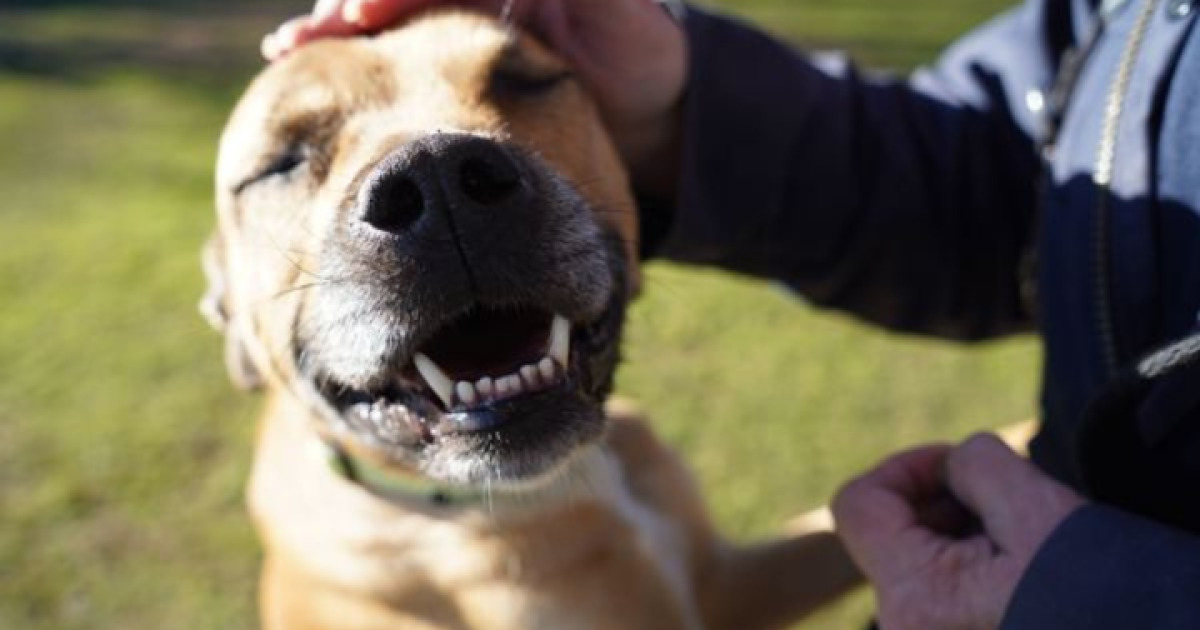 等你回家丨本周堪培拉RSPCA待领养宠物推荐 - Taco小狗和Ralph小猫 | Region 中文